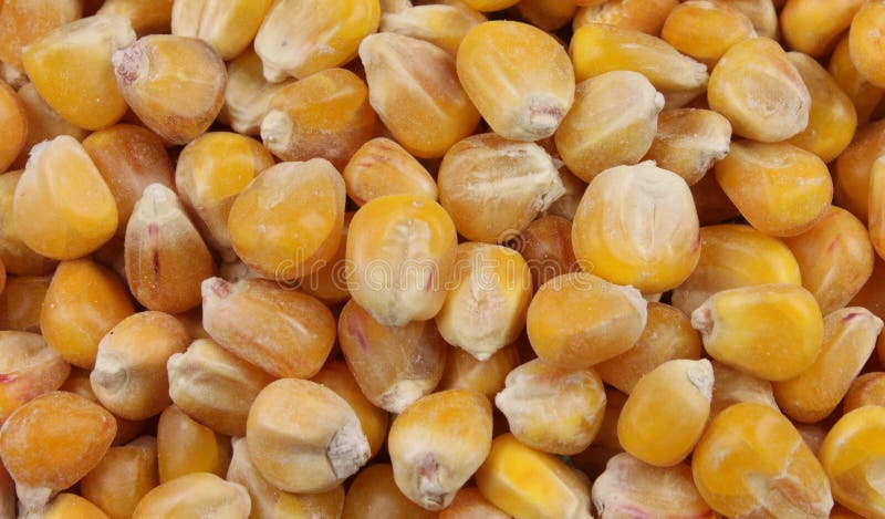 Corn Seeds stock image. Image of texture, background - 25985741
