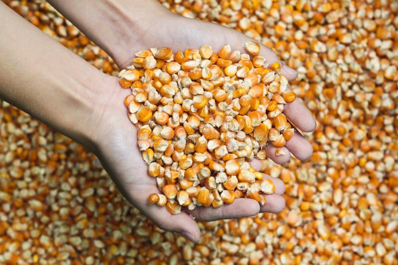 Corn seeds stock photo. Image of green, colorful, natural - 26086398