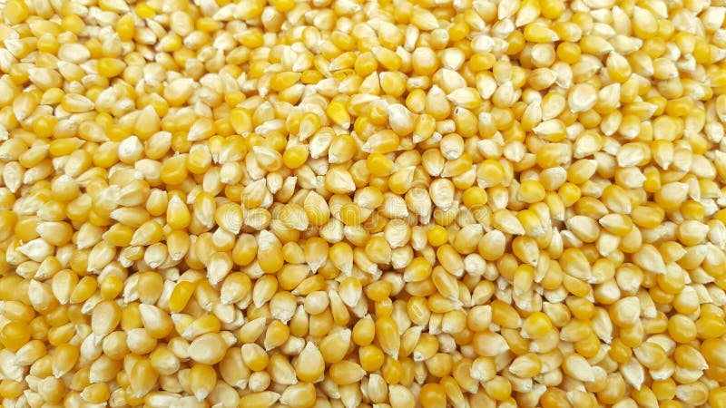 Corn seeds as background stock image. Image of growth - 133301247