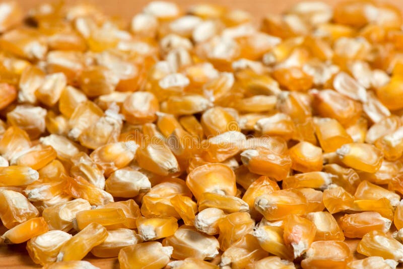 Corn Seeds Close-up. Sweet Corn Grains Stock Photo - Image of ...
