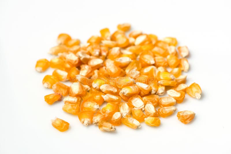 Corn Seeds Close-up. Sweet Corn Grains Stock Image - Image of healthy ...