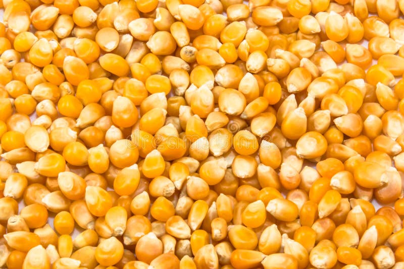 Corn seeds in close view stock image. Image of agriculture - 185743671