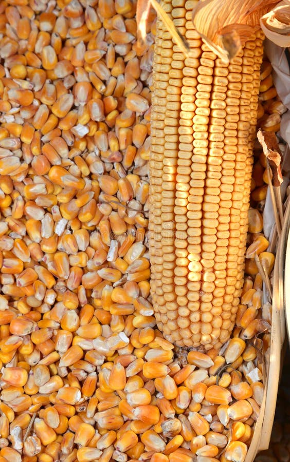 Corn Seeds on the Farm after the Summer Period of the Collection Stock ...
