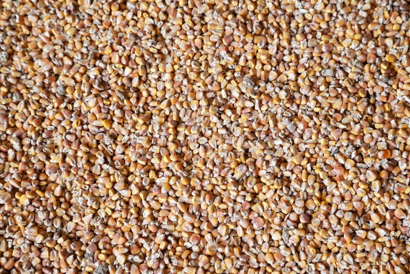 Corn seeds stock photo. Image of crop, maize, corn, ingredient - 36411124