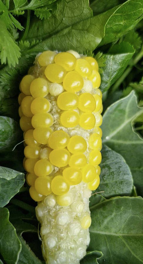 Corn, Corn Seeds, Fruit, Vegetables, Food, Fruit Stock Photo - Image of ...