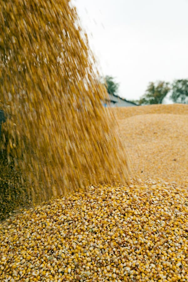 Corn seeds, harvest stock photo. Image of growth, gold - 69642054