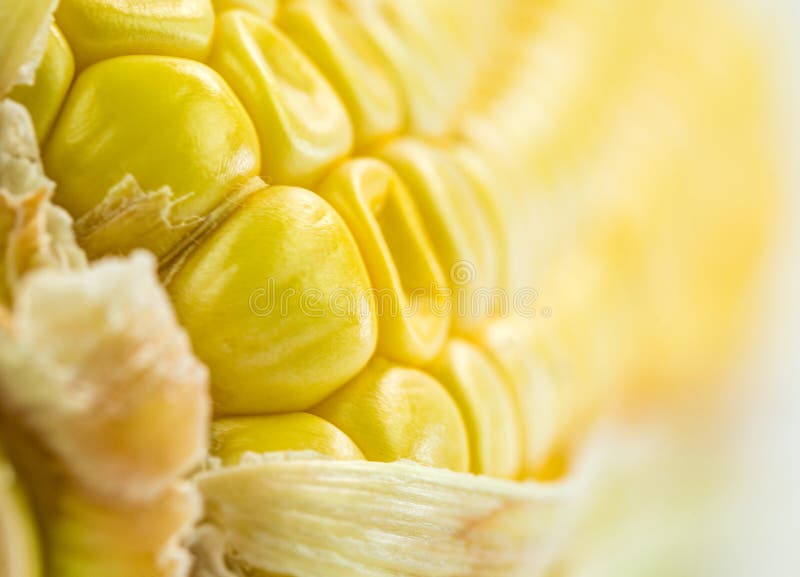 Corn Seeds I stock photo. Image of close, ripe, macro - 31566558