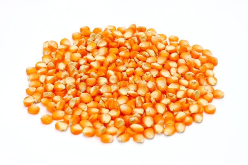 Corn seeds isolated stock photo. Image of ingredient - 16646734