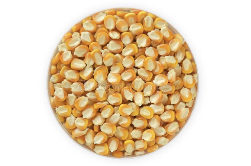 Corn seeds stock photo. Image of grain, closeup, seeds - 149493252