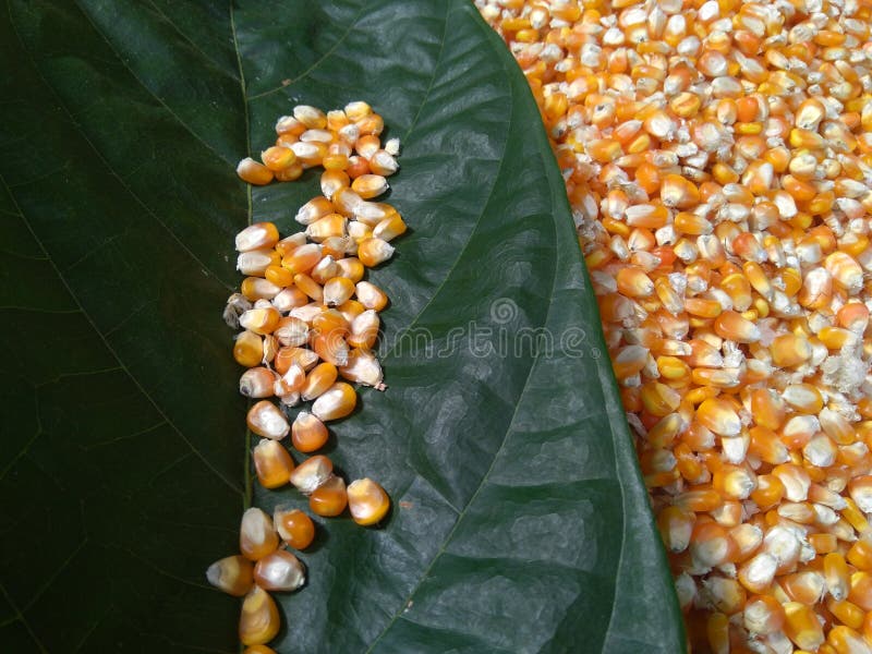 Corn Seeds on the Leaves of a Brown Tree Set in Corn Seeds Stock Image ...