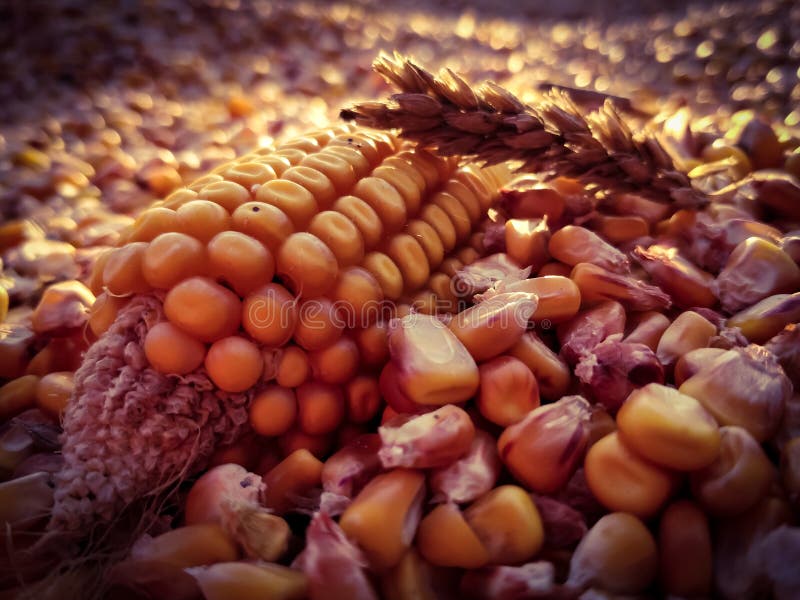 Corn and Corn Seeds in Low Golden Sunset Light Stock Image - Image of ...