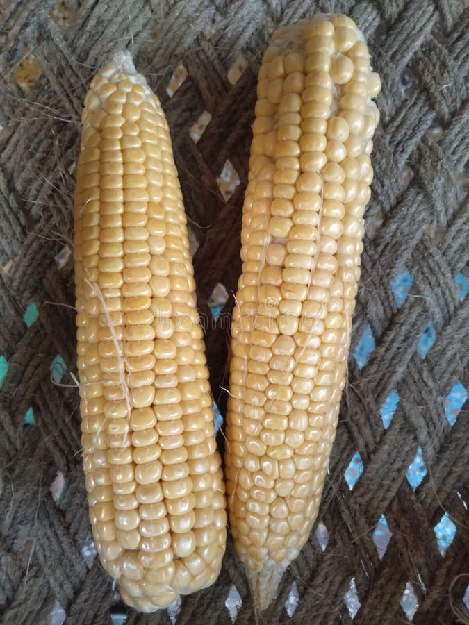 Corn stock image. Image of corn, agriculture, seeds - 193318433