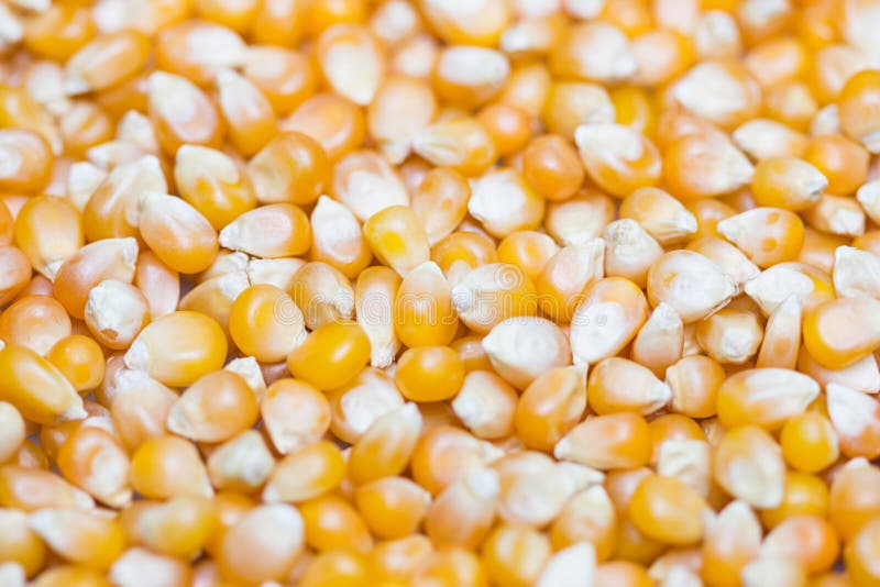 Corn seeds pattern stock image. Image of nature, cereal - 38901635