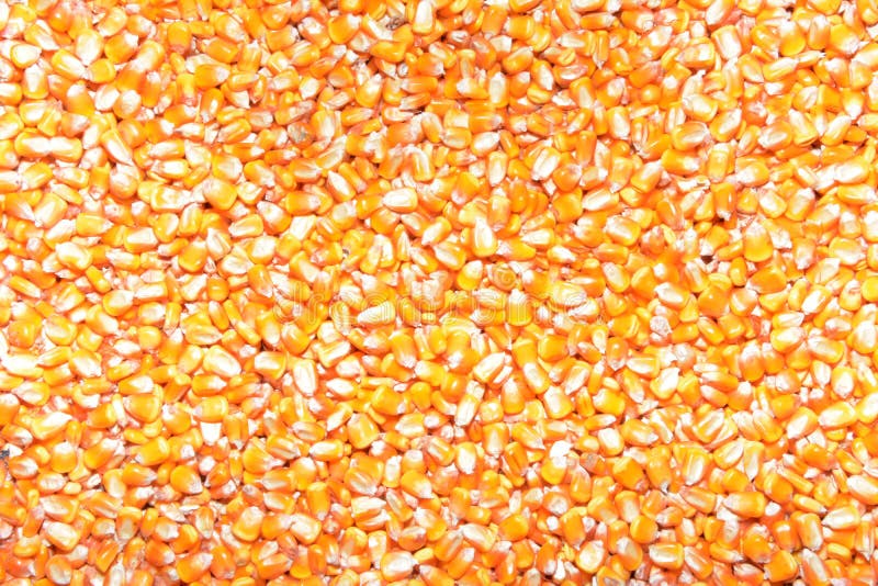 Corn Seeds Pattern, Texture, Top View. Stock Photo - Image of groats ...