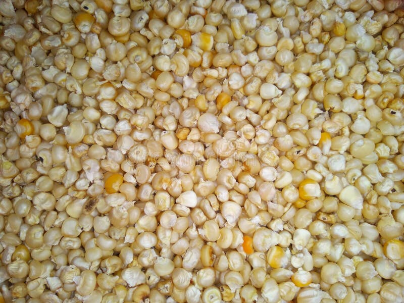 Corn Seeds Photo in Farm during Harvesting Stock Photo - Image of corn ...