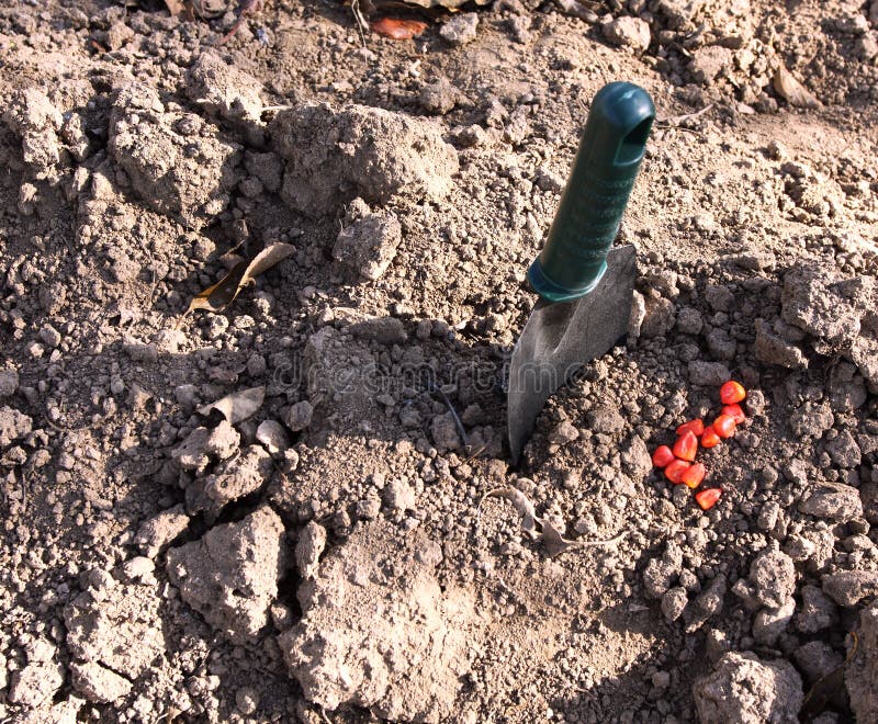 Corn seeds for planting stock photo. Image of seed, seeding - 85765802