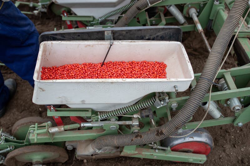 Corn Seeds in Seeder Box in Field Stock Image - Image of spring, seeds ...