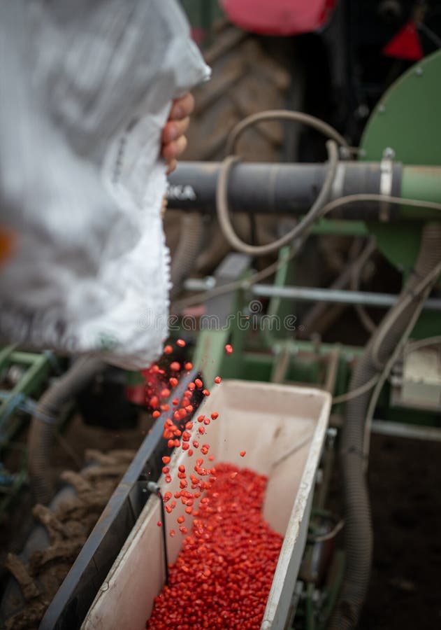 Corn Seeds in Seeder Box in Field Stock Photo - Image of countryside ...
