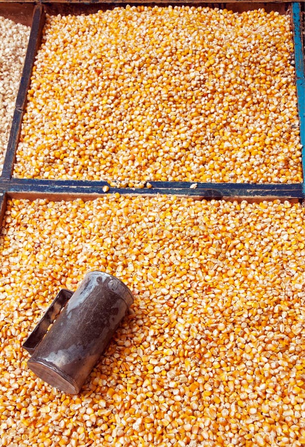 Corn seeds stock image. Image of food, kernel, feed, farm - 31374285