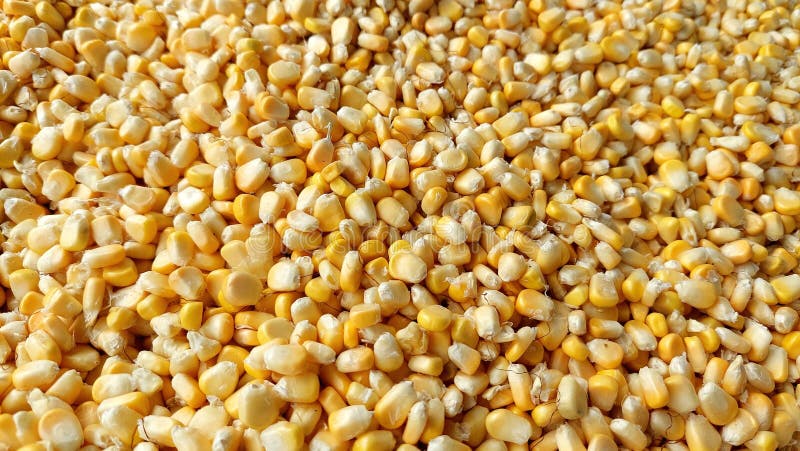 Corn Seeds Special Winter Dry Fruits Stock Photo - Image of seeds ...