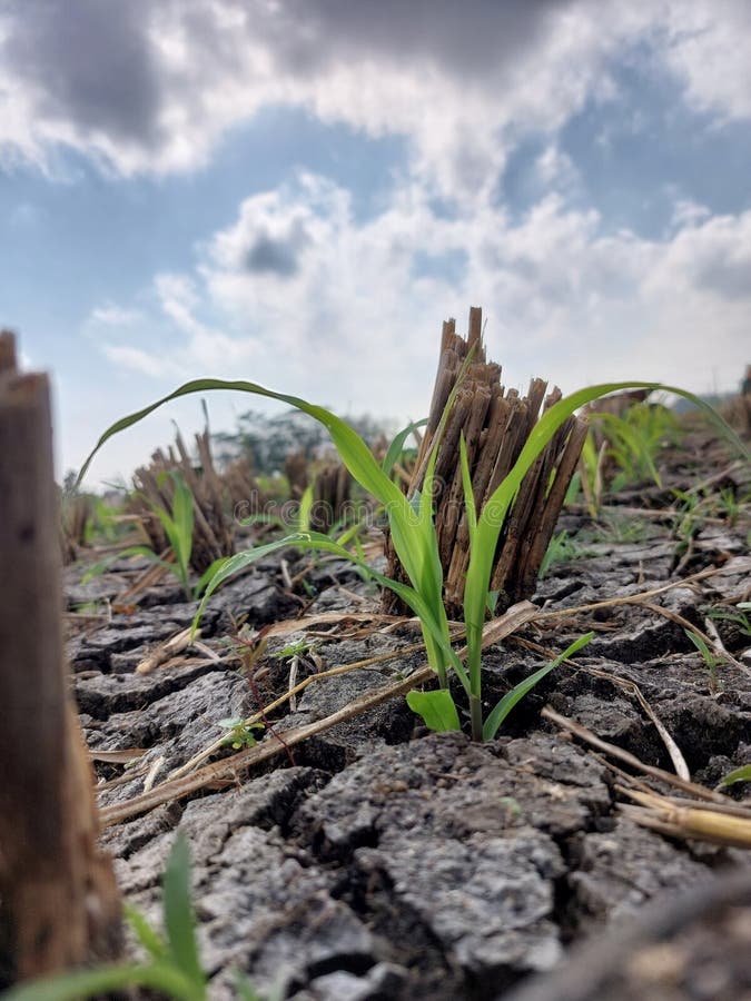 Corn Seeds are Starting To Grow in Barren Land Stock Photo - Image of ...
