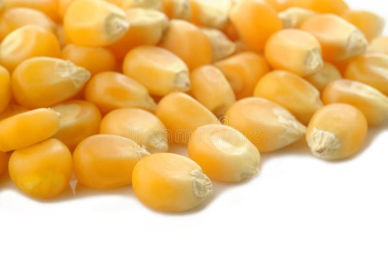 Corn Seeds on a White Background Stock Photo - Image of organic, white ...
