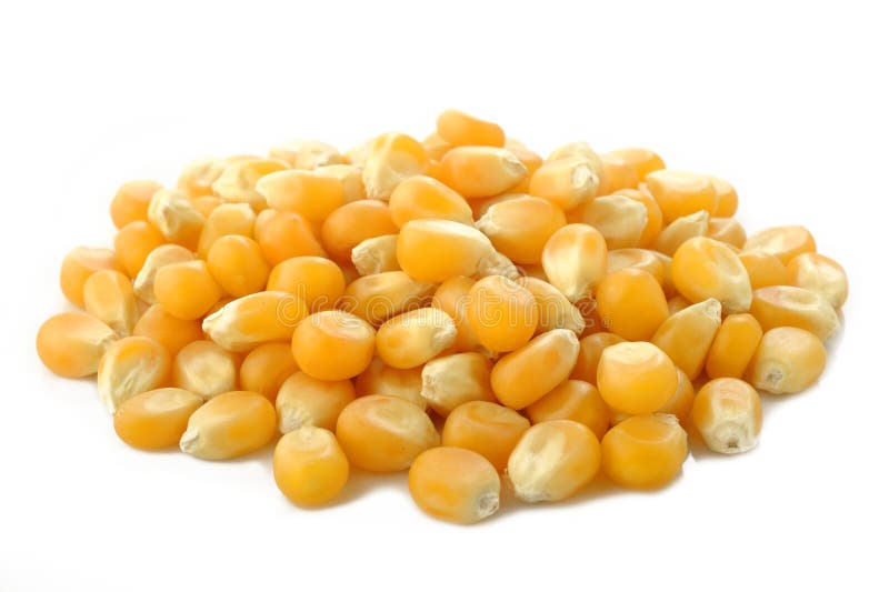 Corn Seeds on a White Background Stock Photo - Image of organic, white ...