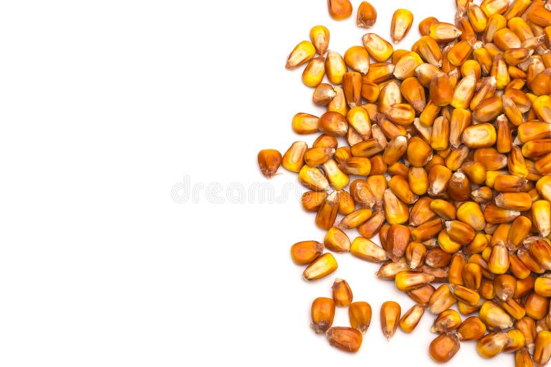 Corn Seeds on White Background with Copy Space Stock Photo - Image of ...