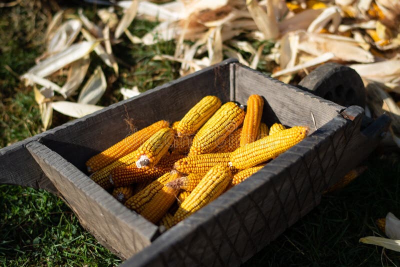 Corn Separate from Chaff Inside the Wheelbarrow after Harvest Stock ...