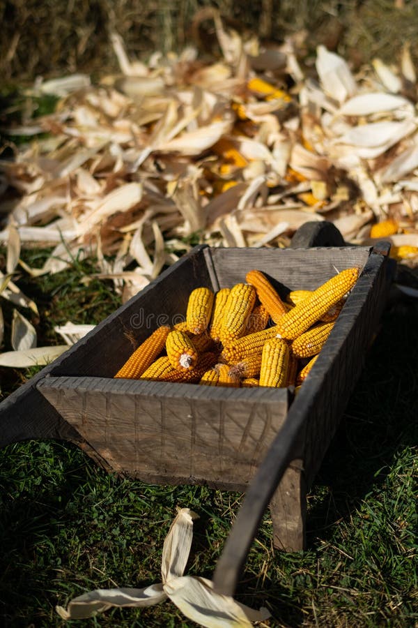 Corn Separate from Chaff Inside the Wheelbarrow after Harvest Stock ...