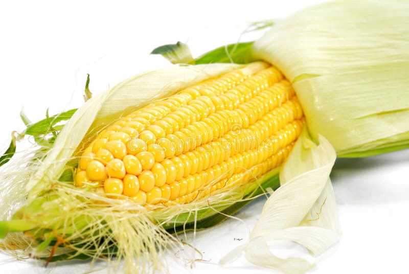 Corn Series 01 stock photo. Image of leaf, texture, asian - 10558260