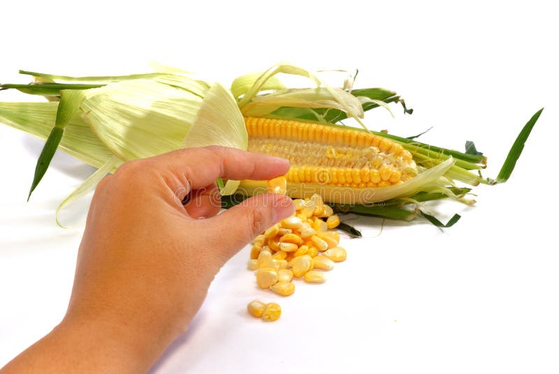 Corn Series 01 stock image. Image of kernels, pattern - 10514217