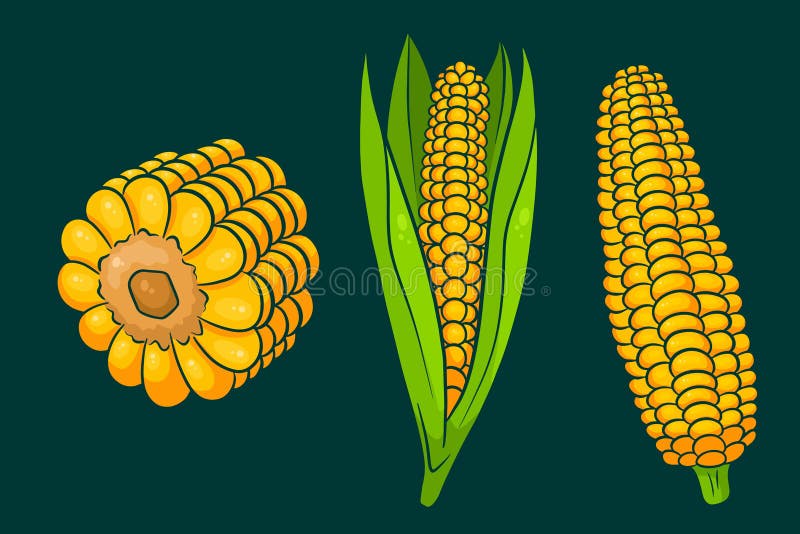 Corn Set. Fresh Corn Cobs with and without Leaves Stock Vector ...
