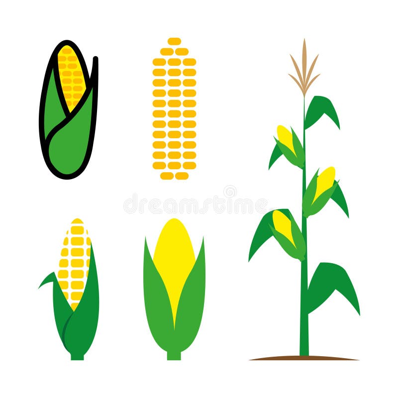 Corn stock vector. Illustration of ingredient, green - 273229496