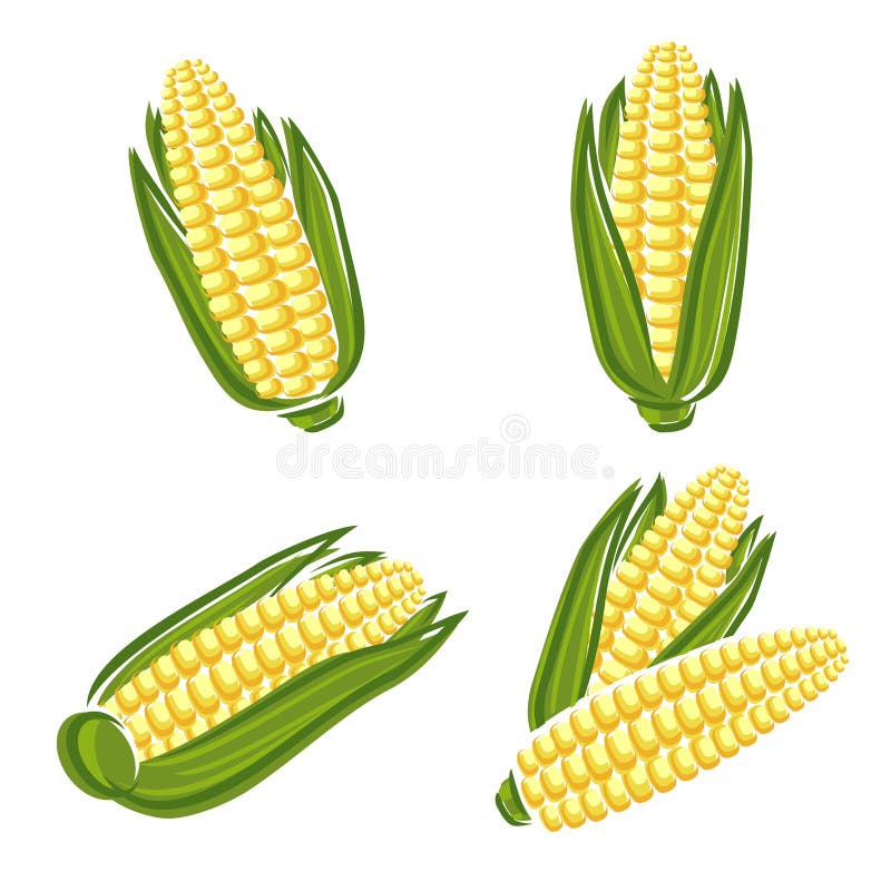 Corn vector symbol stock vector. Illustration of plant - 43728379