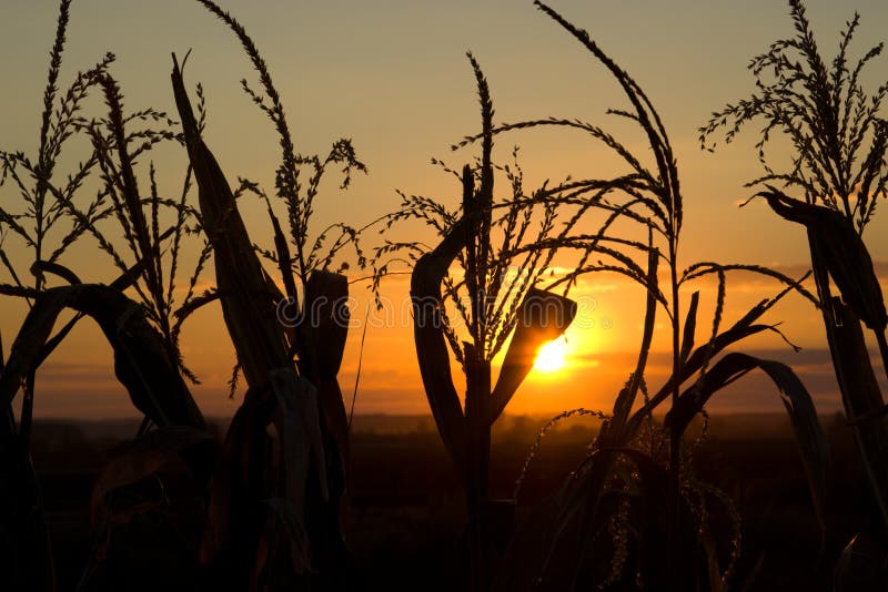 Corn in the setting sun stock image. Image of inflorescence - 63080775