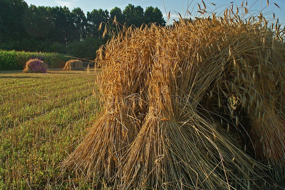 Corn Sheafs Made from Just Harvested Grain Stock Photo - Image of food ...