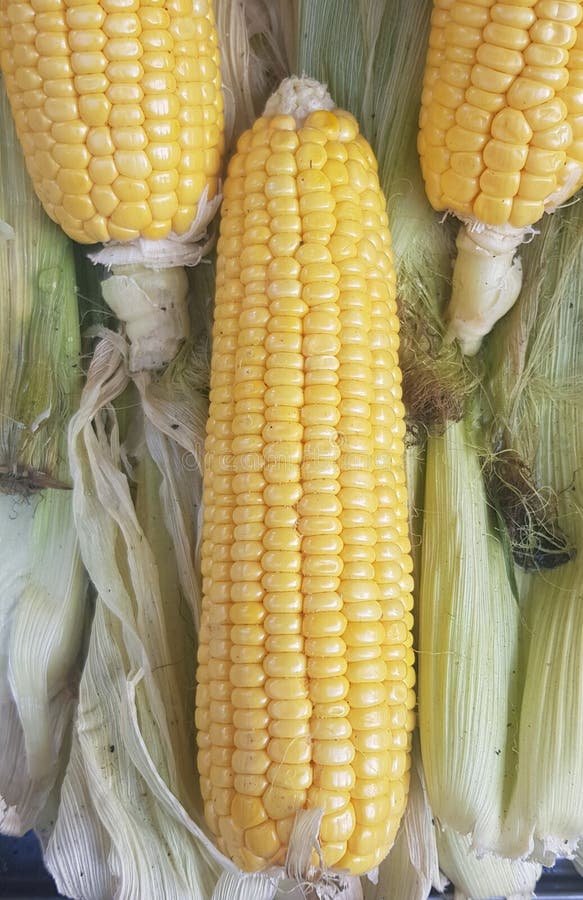 Corn without shell stock image. Image of organic, fresh - 164135281