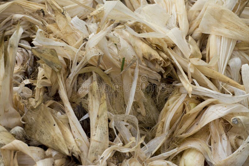 Corn Shell Laying on the Floor Created Background Texture. Stock Photo ...