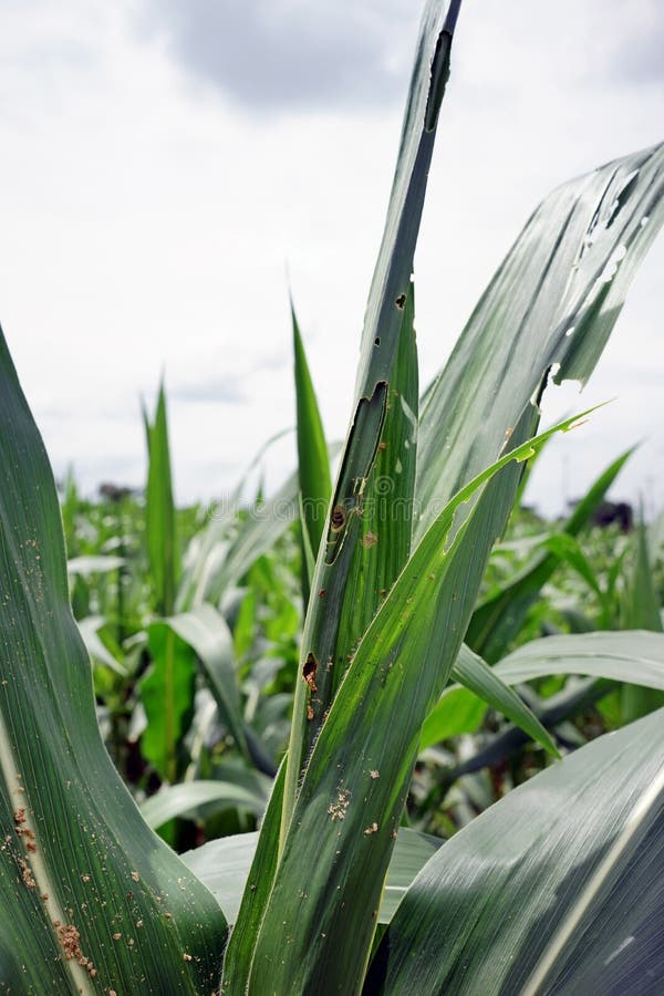Corn Shoot and Leaf Damage from Pest Infestation Stock Photo - Image of ...
