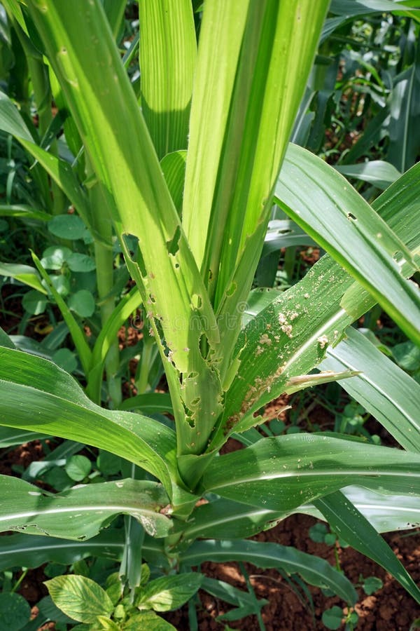 Corn Leaf Blight Disease from Fungi Stock Image - Image of foliar ...