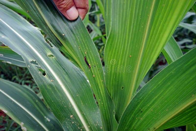 Corn Shoot and Leaf Damage from Pest Infestation Stock Image - Image of ...