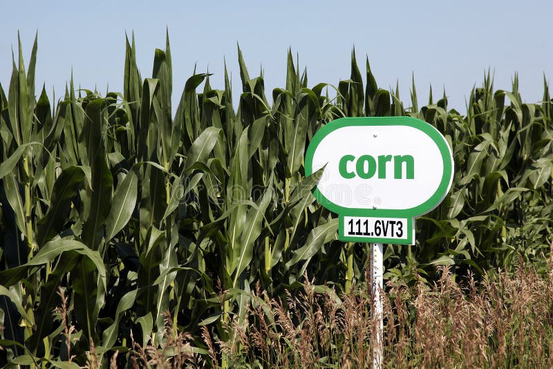 Corn maze sign stock photo. Image of maze, arrow, pumpkin - 27072360