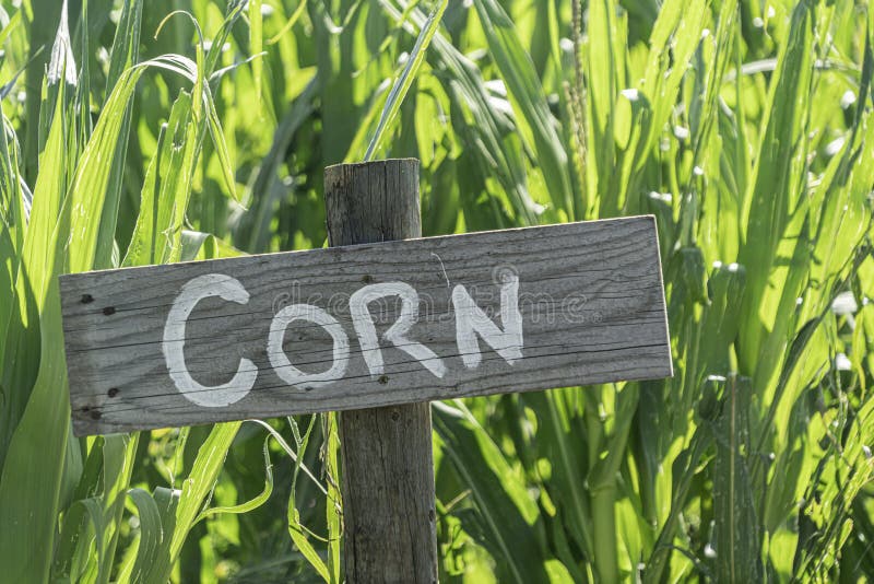 Corn Sign in Front of a Corn Maze Stock Image - Image of sign, plant ...