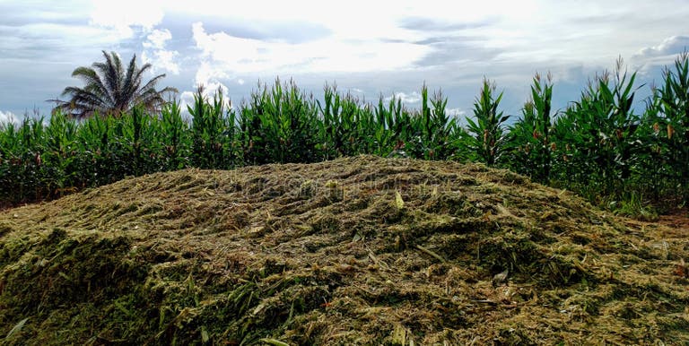Corn Silage Site Being Made To Feed Dairy Cows in the Background of the ...