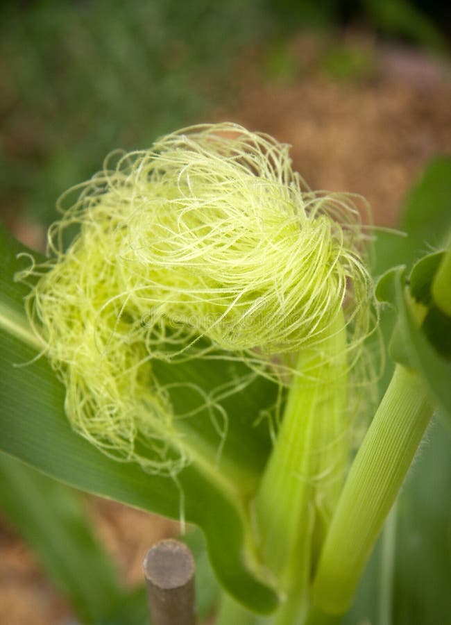 Corn Silk stock image. Image of gardens, leaves, green - 22575689