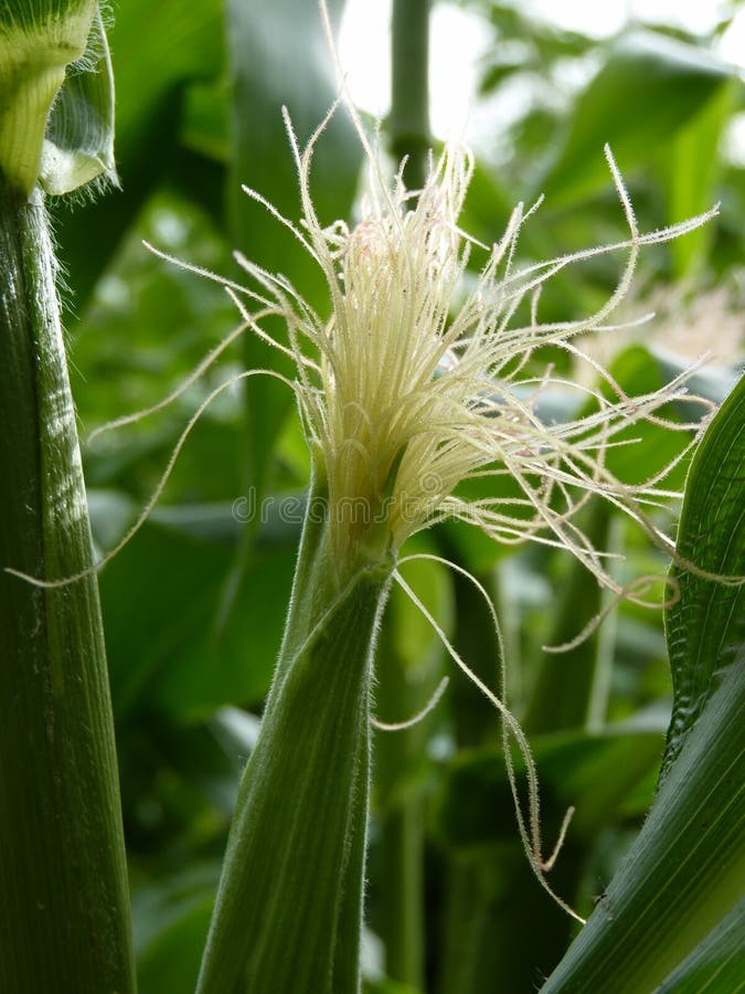 Corn Silk stock image. Image of gardens, leaves, green - 22575689