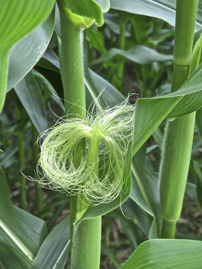 Corn silk curls in field stock image. Image of curls - 57502315