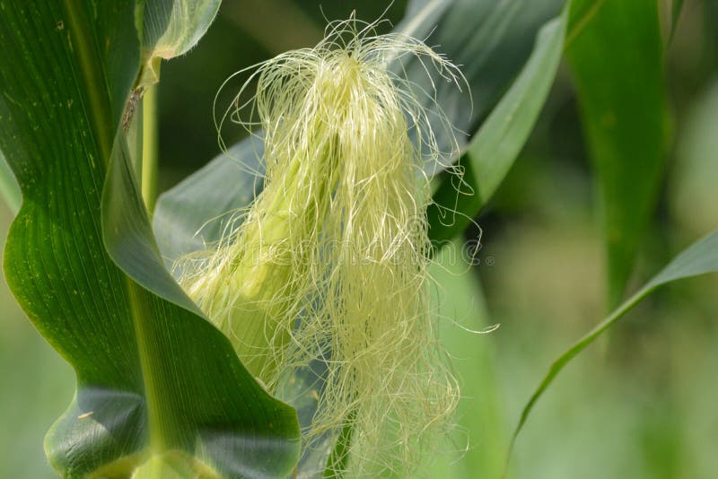 Dry Corn Silk Herb into a Spoon. Stigmata Maydis Stock Image - Image of ...