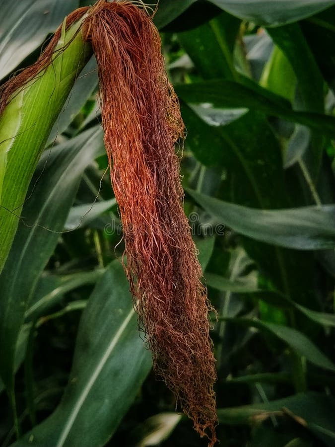 Corn Silk, the Part of the Corn Plant that Functions As a Pathway for ...